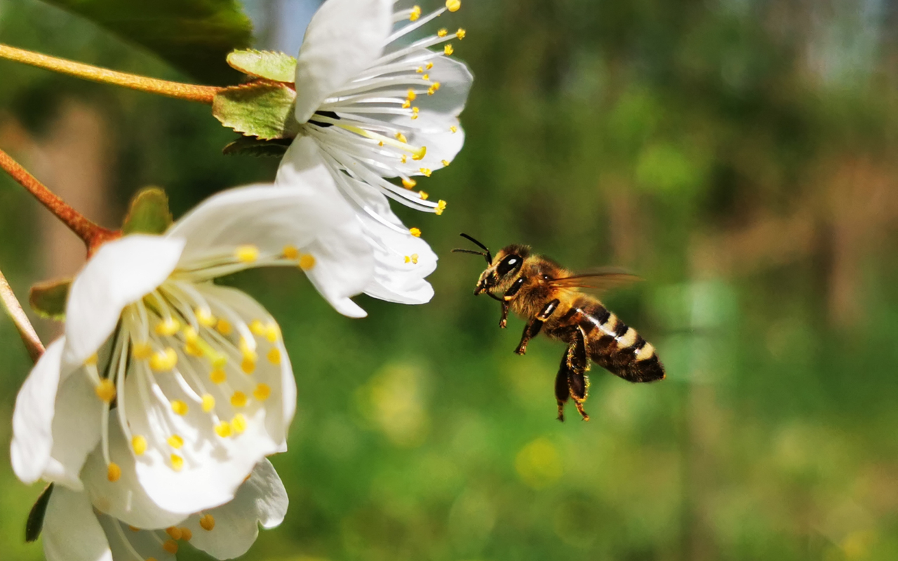 Svetski dan pčela: Šta možemo da naučimo o finansijama od pčela ...